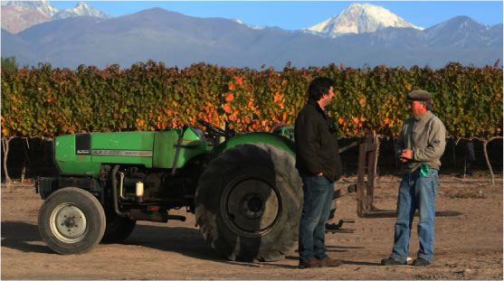 Familia Mayol - Elite Wines®