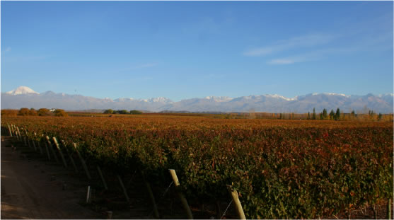 Familia Mayol - Elite Wines®