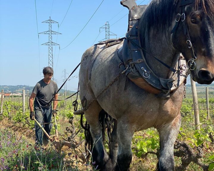 Domaine Les Bruyeres (David Reynaud) - Elite Wines®