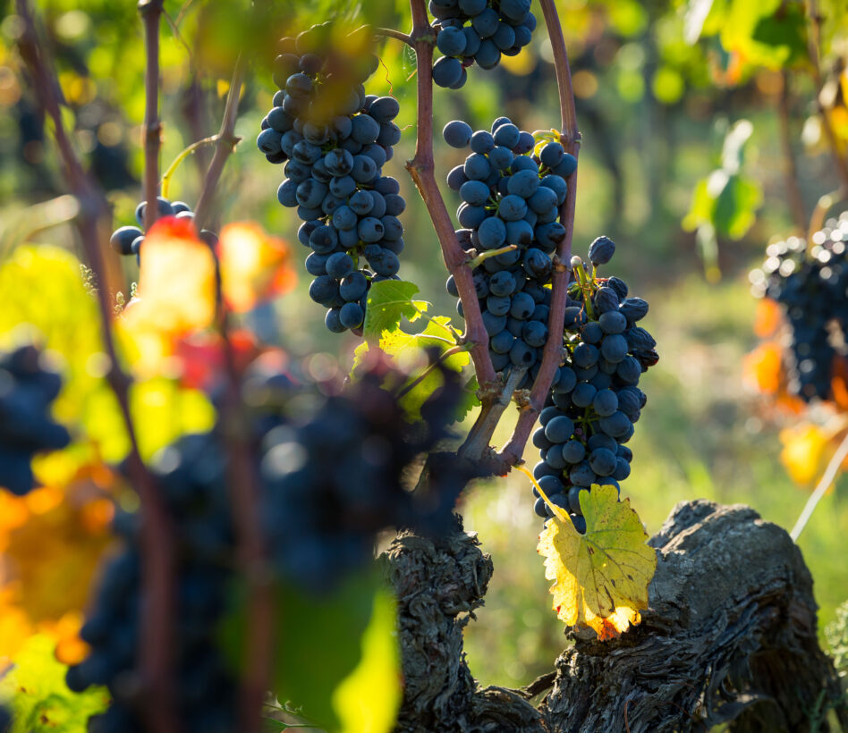 Domaine Les Bruyeres (David Reynaud) - Elite Wines®