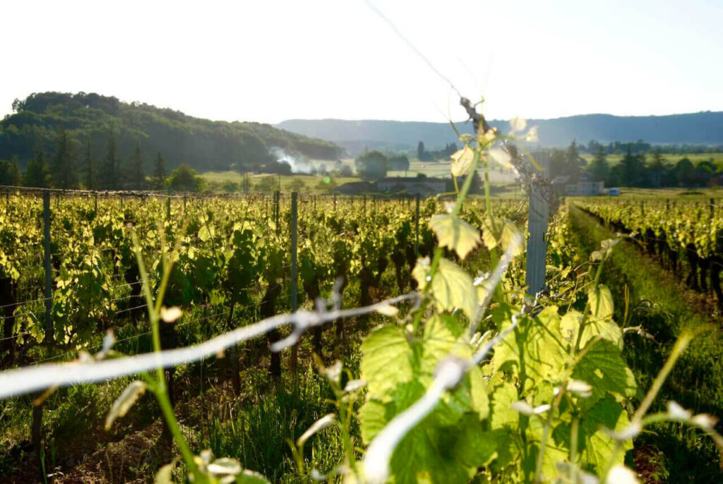 Chateau du Cedre - Elite Wines®